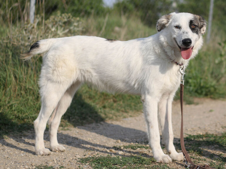 MILLY – Arche Noah Transilvania e.V.